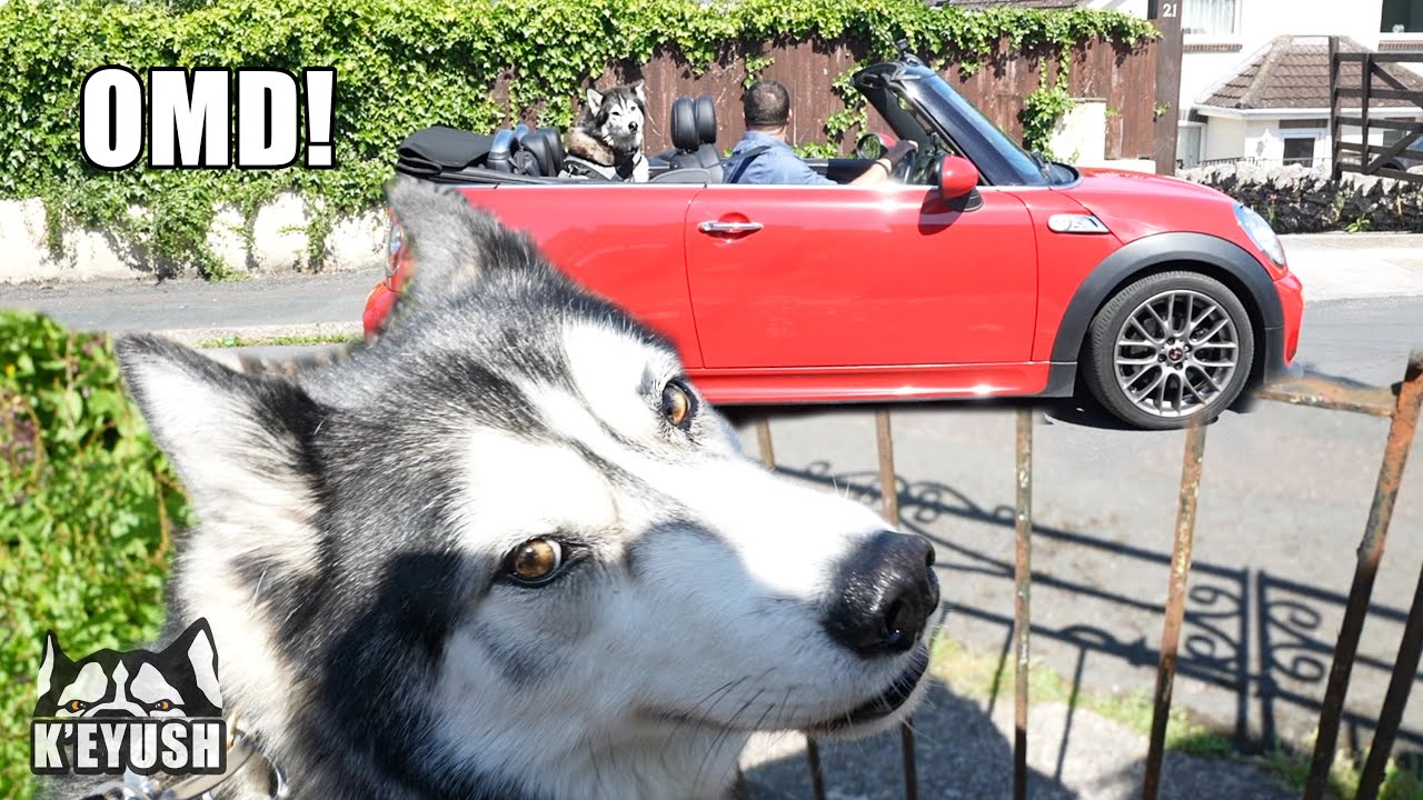 Husky Did NOT Expect His Best Friend To DRIVE Past!