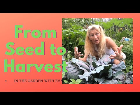Cabbage from Seed to Harvest / Gardening / Nutritional Value