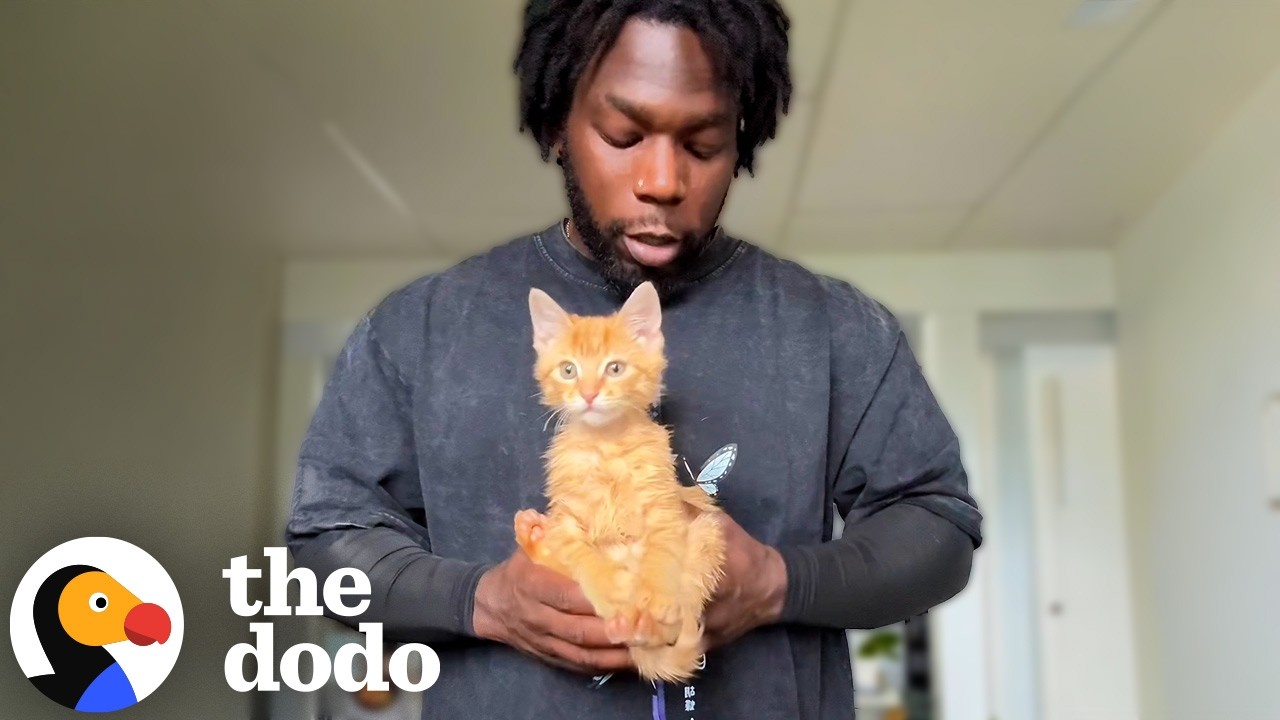 Rescuing A Cat On The Way To Work Was NOT On This Guy's Bingo Card | The Dodo