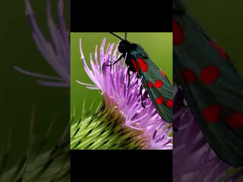 Animals Starting With I| Learn Animal Words That Start With Letters I #animals