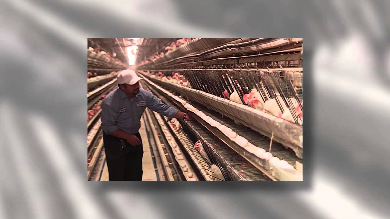 7- US Poultry & Egg Overview-Egg Processing-2015