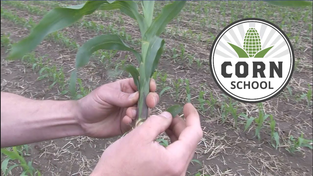 Corn School: Staging post-emergent herbicides