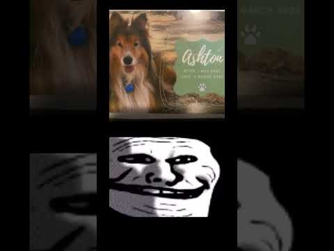 Sad troll face #sad #dog