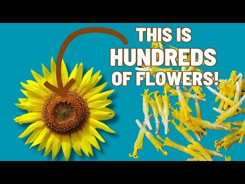 Learn To Identify Plants | ASTERACEAE (Sunflower family)