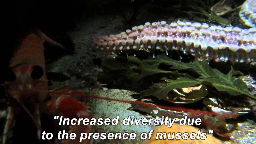Mussels as ecosystem engineers
