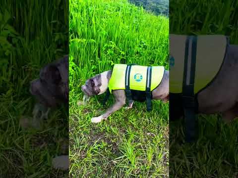 Pitbull projectile vomits the devil out of his throat #possessed #exorcism #pitbull #lakelife