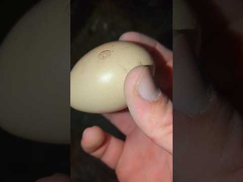 What Happened To This Chicken Egg? #chickeneggs