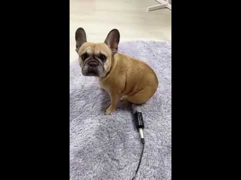 │TRY NOT TO LAUGH│🐶Pets Edition🐱│(CLEAN)│#viral #memes #shorts │