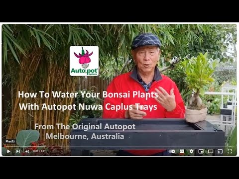 Episode 47 - Nuwa Capillary Watering Of Bonsai Plants from the Original Autopot Invented by Jim Fah