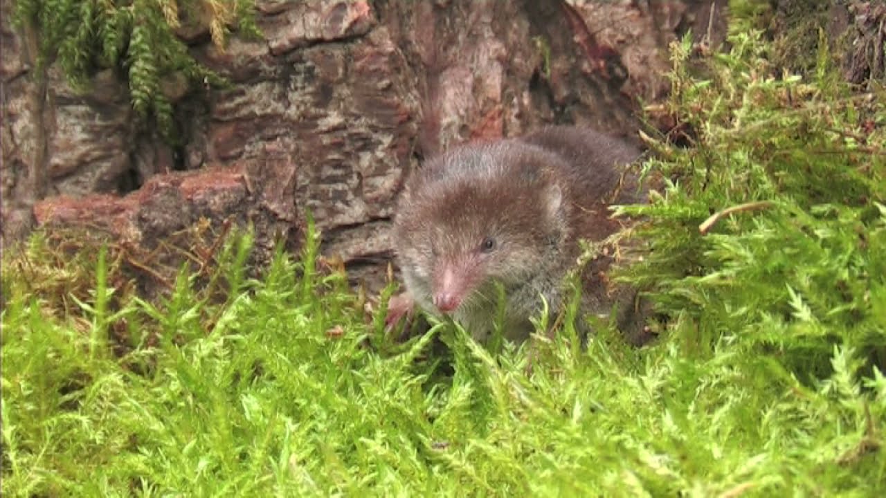 Common Shrew - The British Mammal Guide