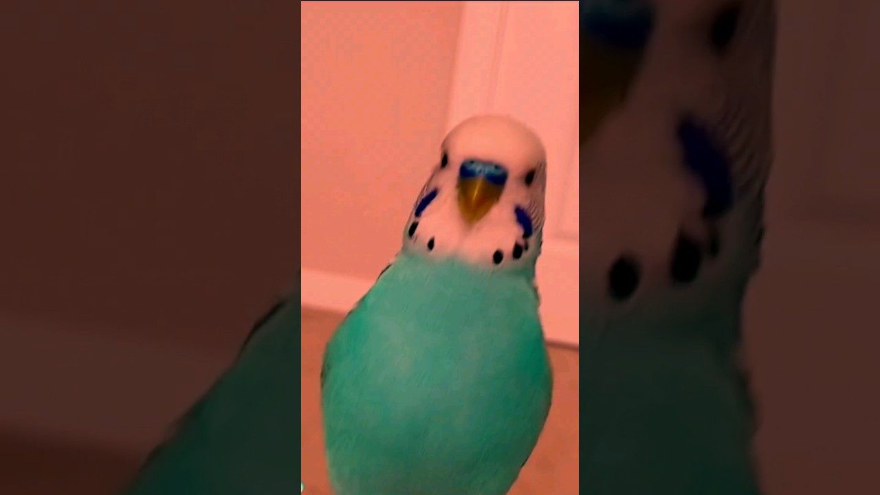Bird party