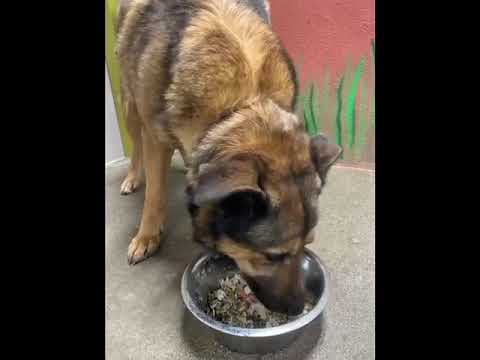 Meet Thor - Farmer's Dog Food