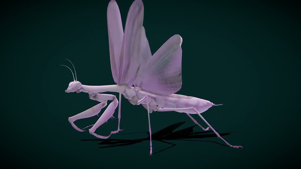 Pink Orchid Mantis Insect 3D Animal #animals