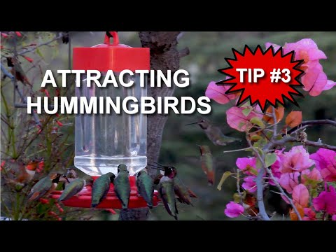 Attracting Hummingbirds with Flowers - TIP #3