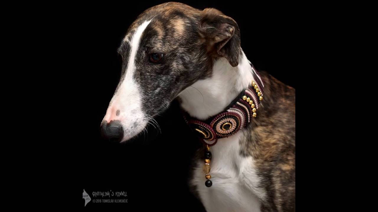 WOOF / Luxury Dog Collars
