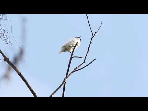 Loudest Bird In the World| The White Bellbird 125 Decibel Cry