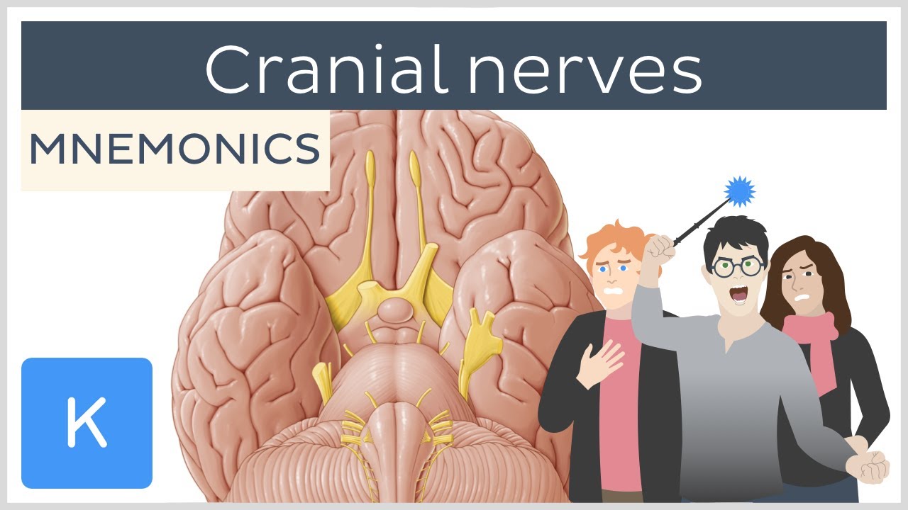 Cranial nerves mnemonics: names and functions - Human Anatomy | Kenhub