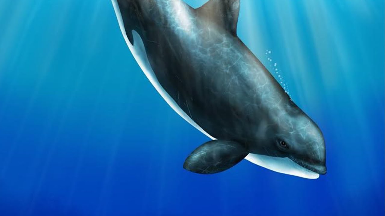 Exploring A Prehistoric Killer Whale