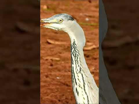 Heron eating a fish #bird #birding #birdwatching #Heron