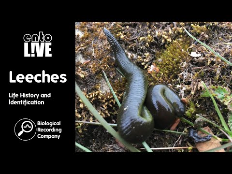 Leeches: Life History and Identification