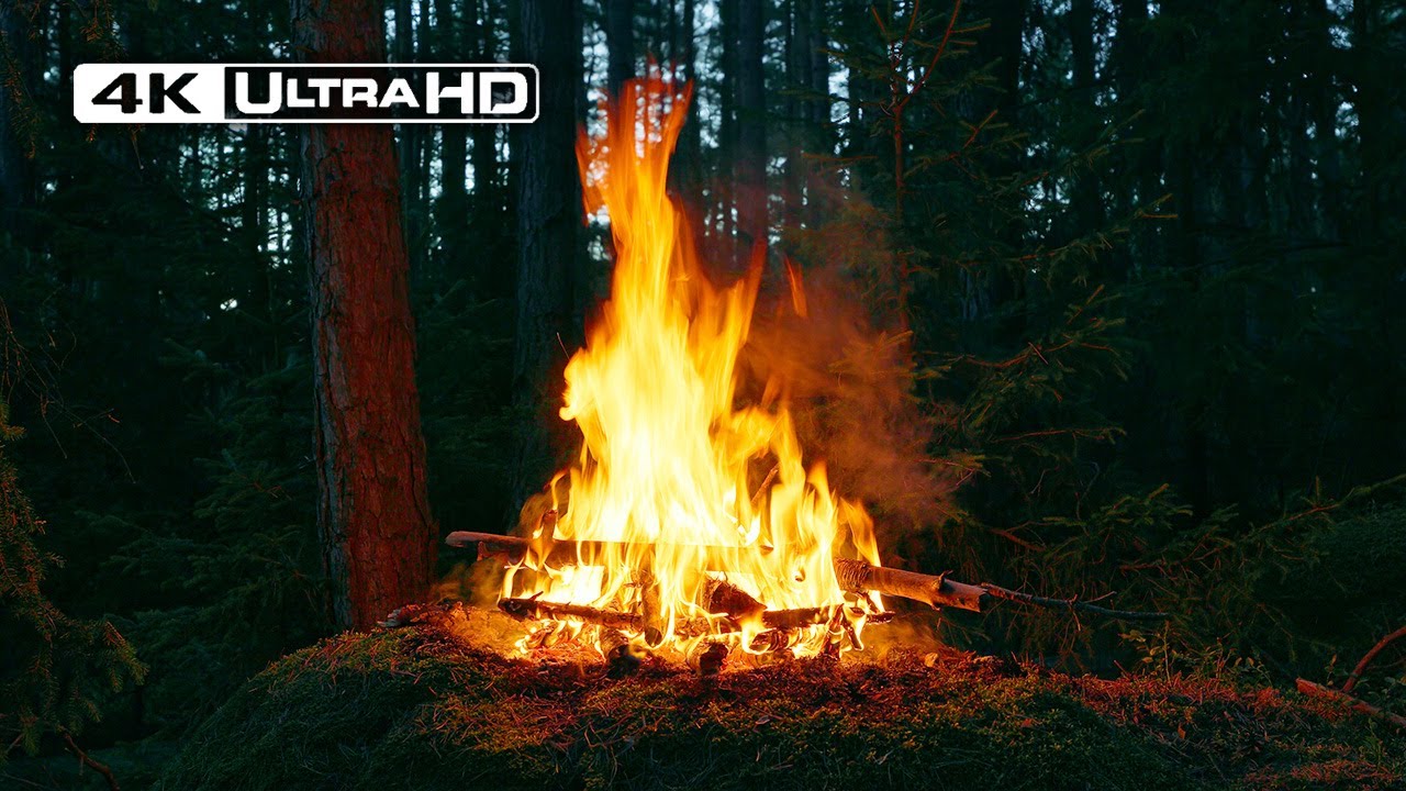 4K Campfire in a Dark Forest 🌛 Soothing Sounds of Nature - No AI