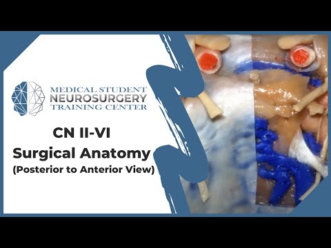 Anatomi Bedah Saraf Kranial I-VI (Tampilan Posterior ke Anterior)
