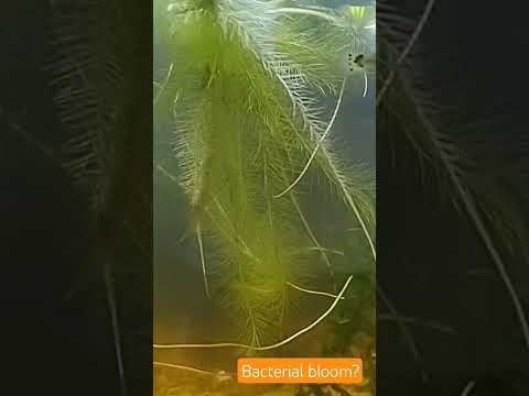 How fast can Water Lettuce work?