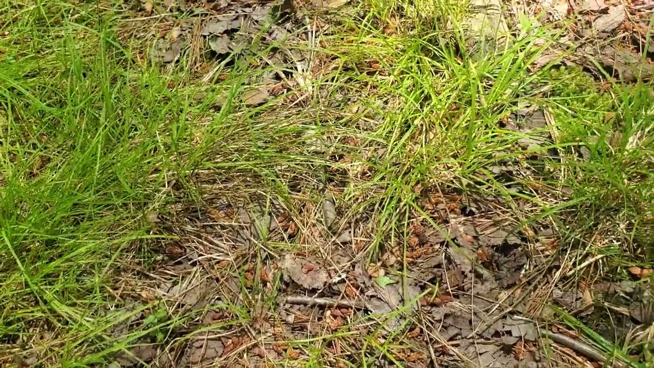 Tiny Tot Toads and Frogs are Wild in NH.