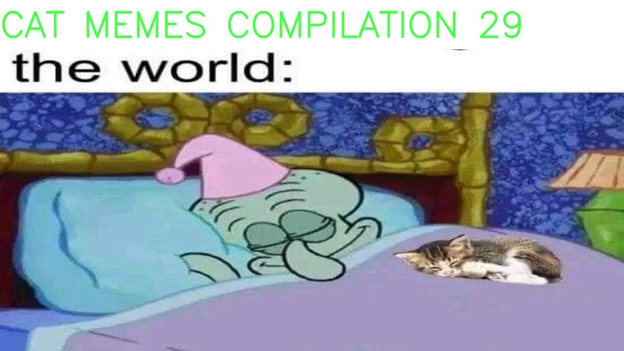 cat memes compilation 29