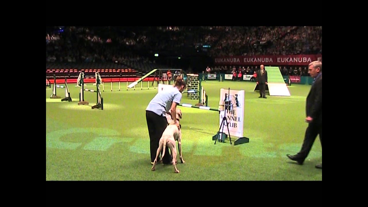 Gavin (English Pointer) Crufts 2014