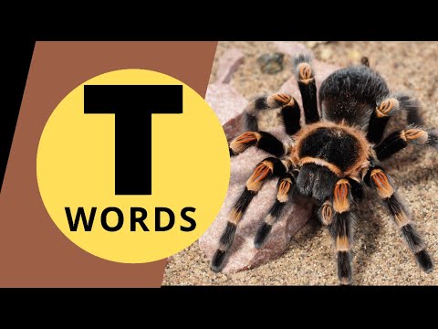Words That Begin With T Sound - Learn Words That Begin With T