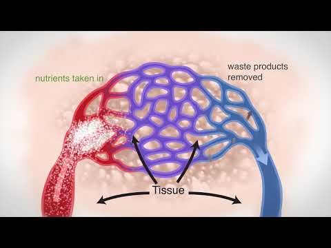 The Importance of Healthy Blood Flow