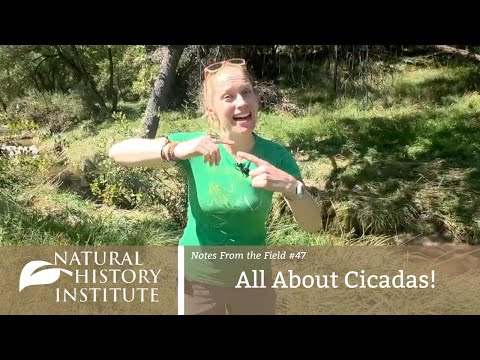 Notes From The Field - Episode 47: All About Cicadas!