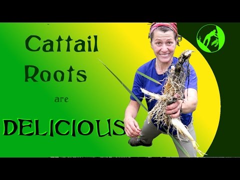 How to Cook Delicious Cattail Roots