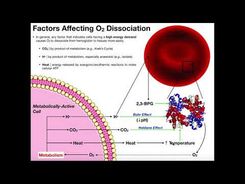 Mechanisms of Oxygen Dissociation from Hemoglobin