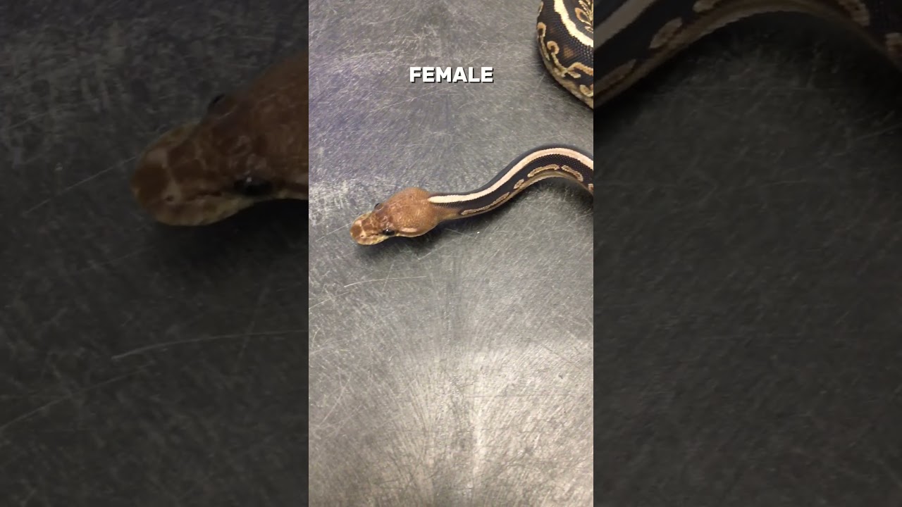 Snake with Head Wobble #shorts