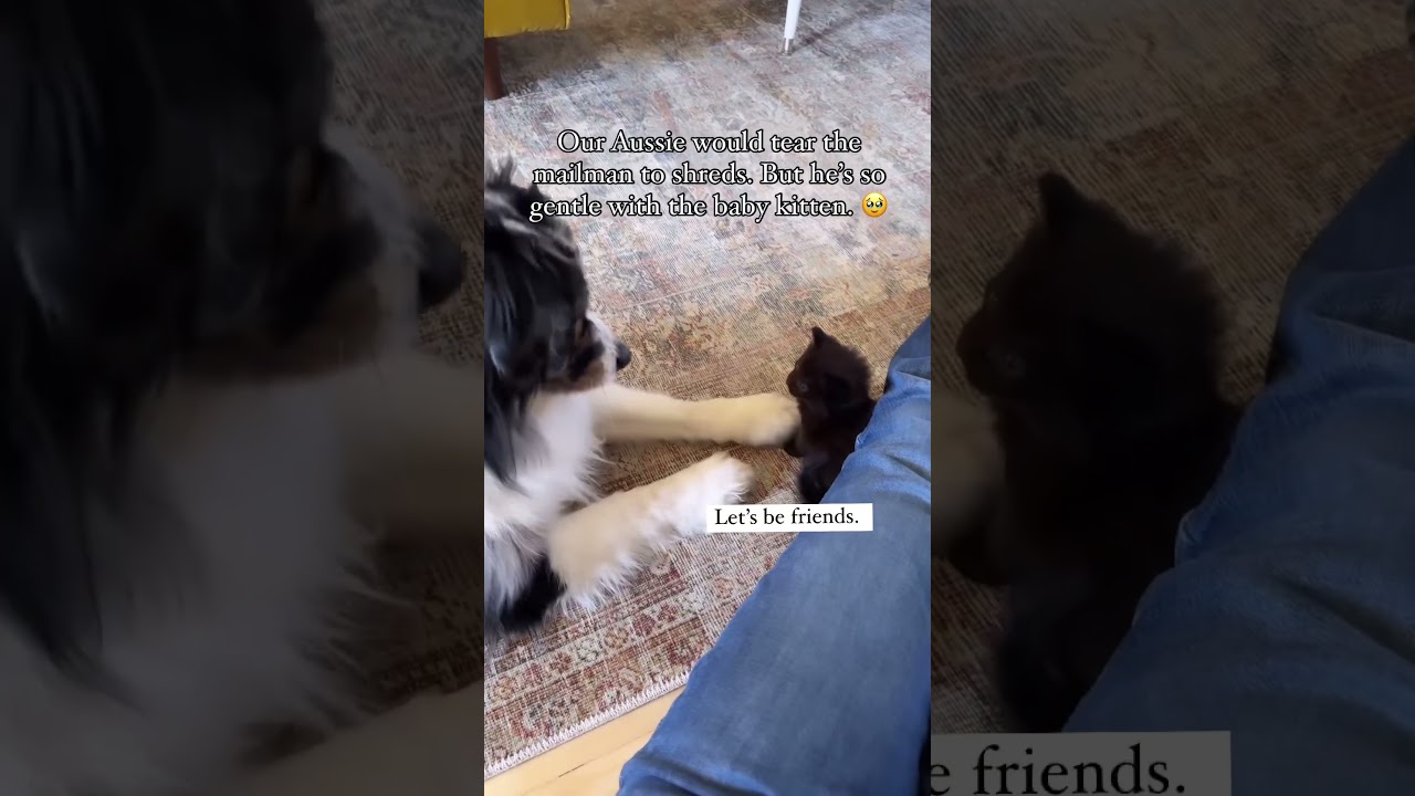 Remi has his character flaws, but aggression with baby animals is not one of them. 🥹