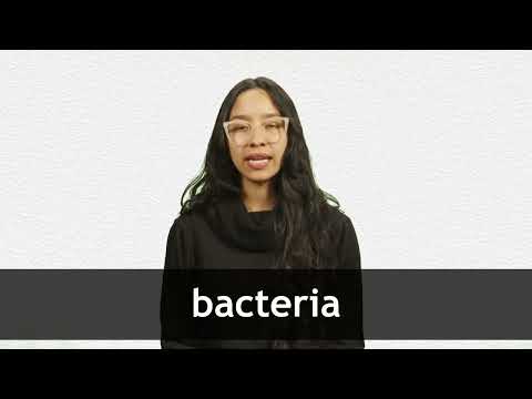 Traducción en inglés de “BACTERIA” | Collins Diccionario español-inglés