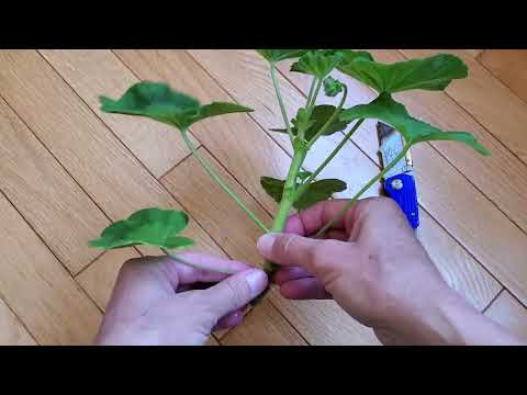 How to PROPAGATE PELARGONIUMS from Cuttings.