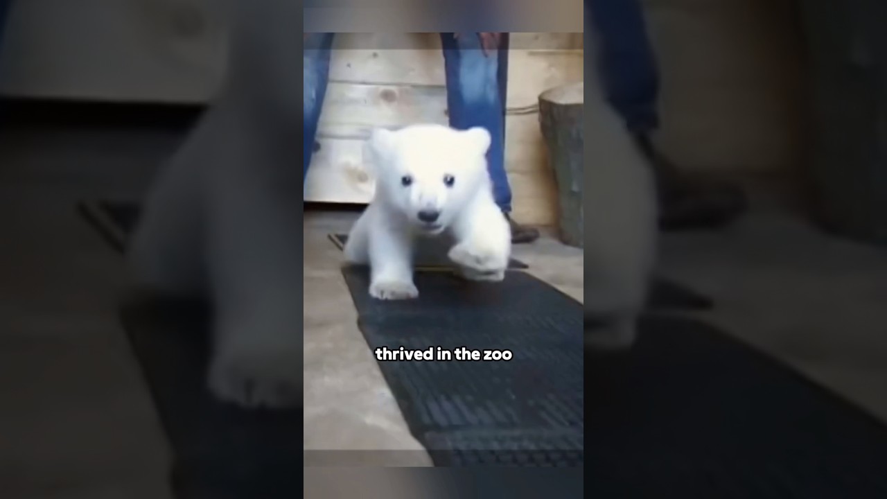 1️⃣ May no one bother them on the other side #shortvideo #shorts #animals #polarbear #healing