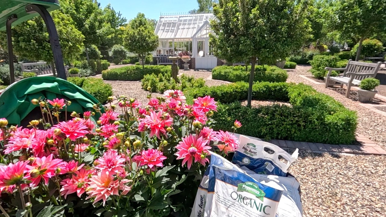 Planting Dahlias and Salvia in Our Parterre Garden! 🌸🪻🌿