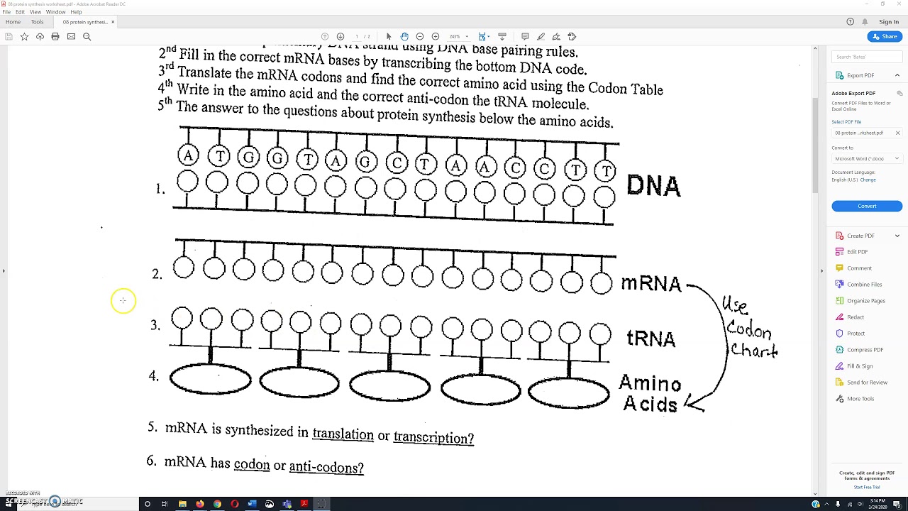 Directions for completing the Protein Synthesis Worksheet