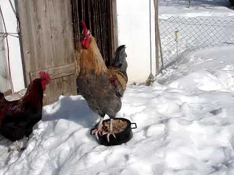 Rooster on a feeding pot