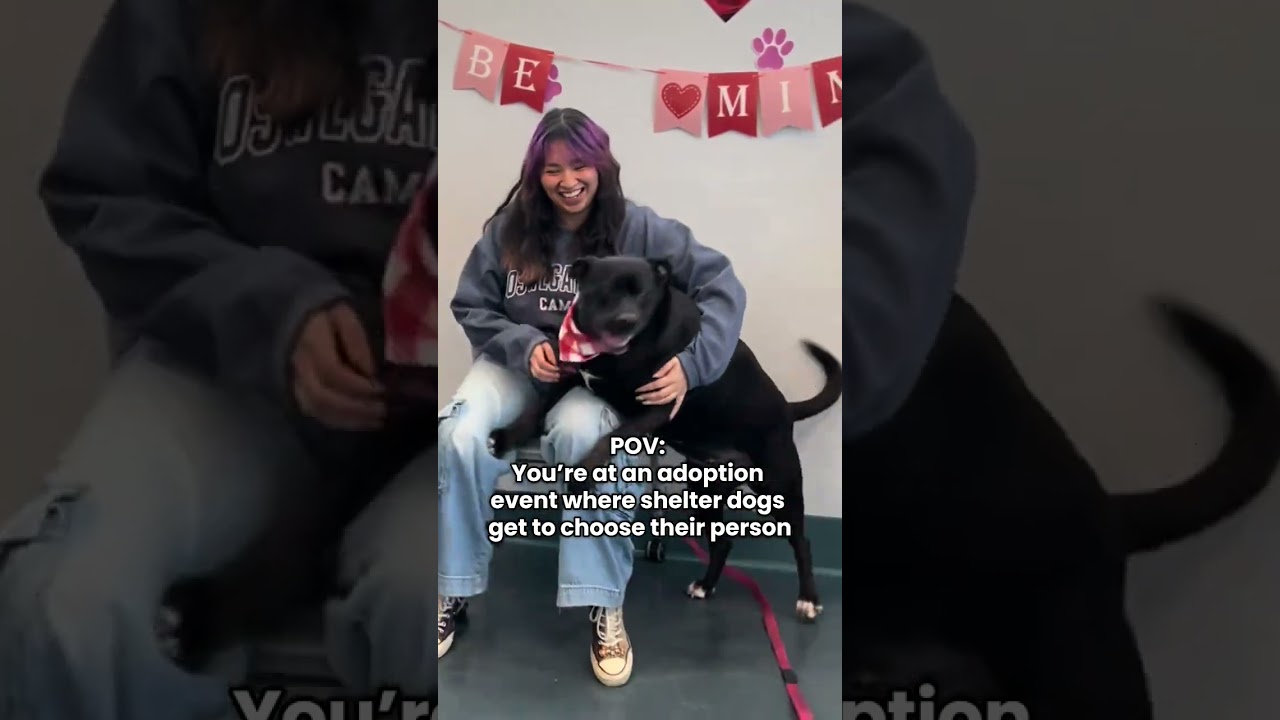 Love at First Wag: Round 2