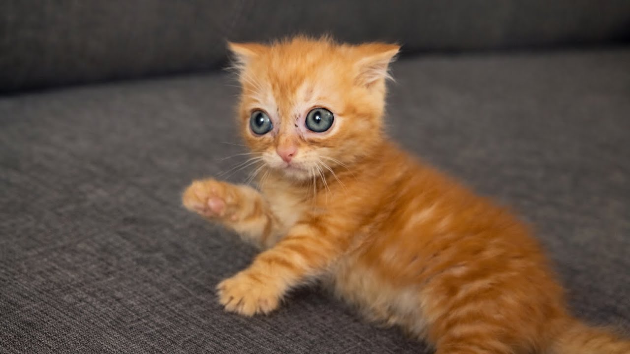 Kittens Being Dramatic for No Reason