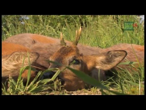Die Pirsch - Jagen in der Schweiz