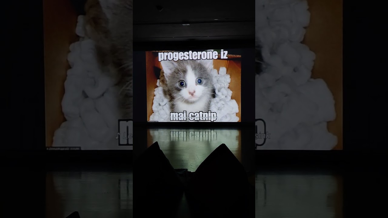 'Tgirls Make Music' at Arnolfini, Bristol until 10 May 🏳️‍⚧️ #animation #trans #lgbt #mixedmedia