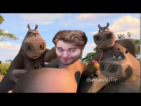 shane dawson's cat Moto Moto meme