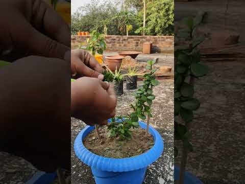 Make Love Topiary From Jade Plant / Jade Plant Decoration Ideas / Jade Plant Care