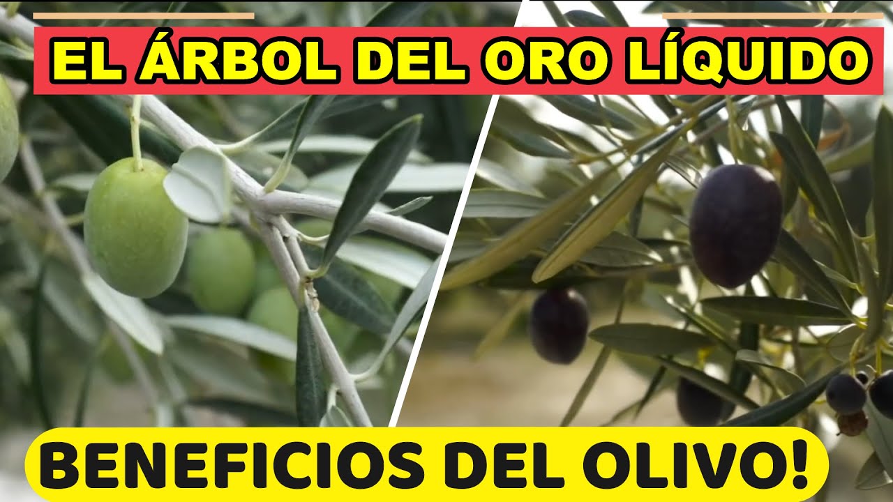 OLIVE TREE: 🫒 The LIQUID GOLD Tree! It Can't Be Missing From Your Home!